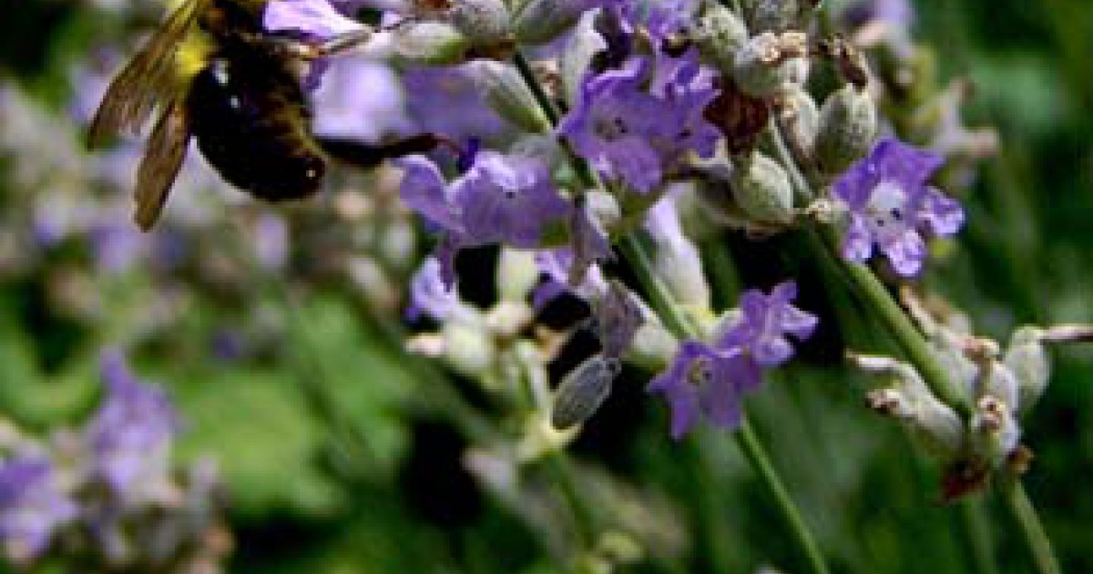 Lavender, Blue (Flower), Lavandula angustifolia - Top Quality Herbs ...