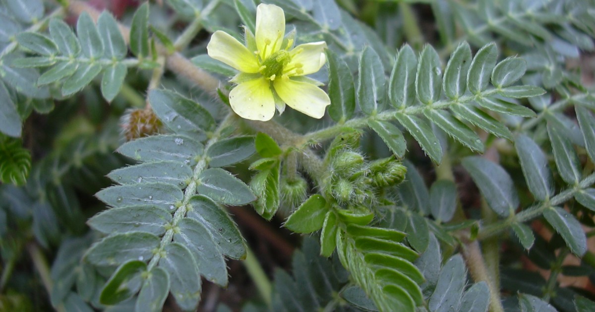 Gokshura (Fruit,root,herb), Tribulus terrestris - Top Quality Herbs ...