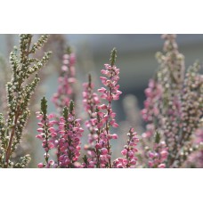 Herbs